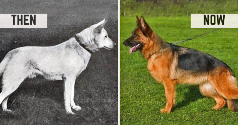 12 Dog Breeds That Have Changed Drastically Over Years