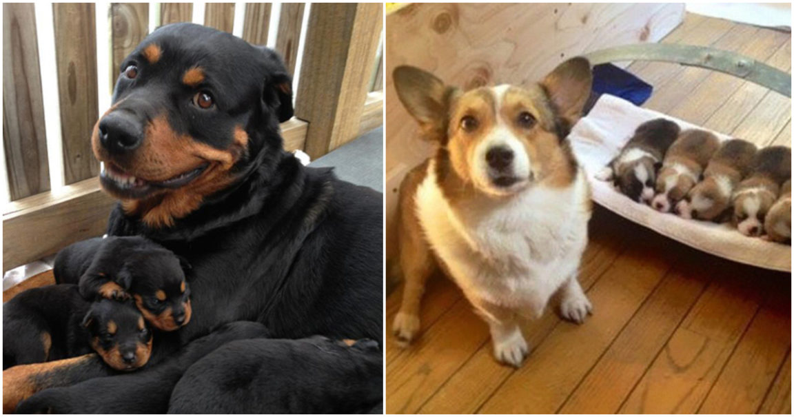 Proud Doggo Mums With Their Puppies