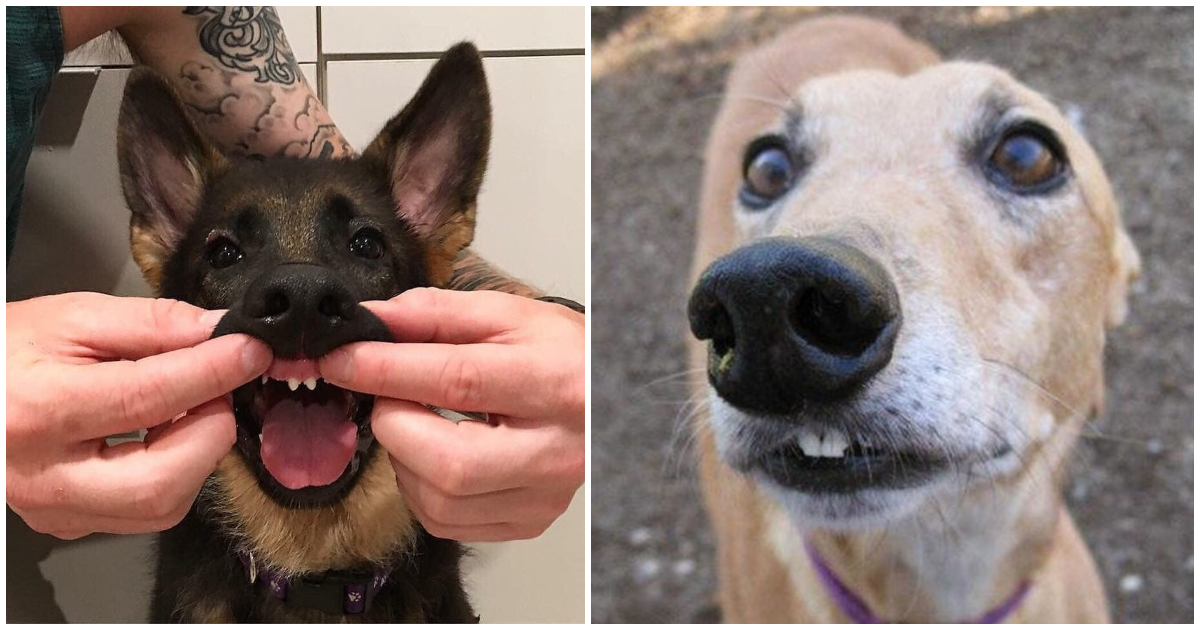 Adorably Cute Dogs Showing Their Teeth (24 Pics)