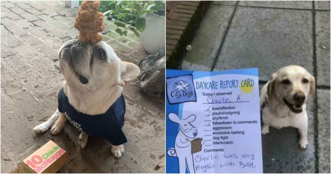 Wise Doggos Who Deserve Good Boy Of The Year Award (25 Pics)