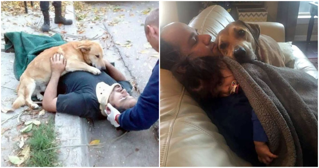 Dogs Showing Unconditional Love Towards Humans Leaving Them Awestruck ...