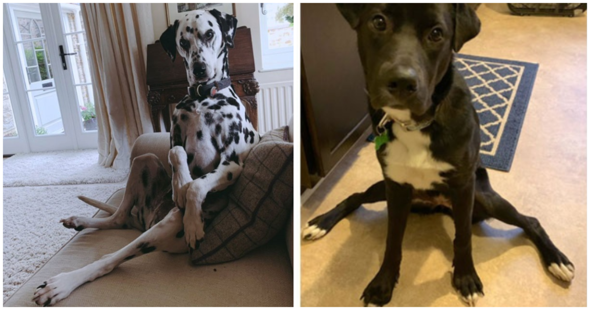 16 Pictures Of Weird Dogs Sitting In Weird Positions
