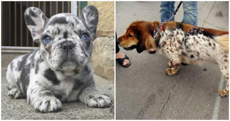 Dogs Who Deserve An Award For Their Unique And Rare Appearance