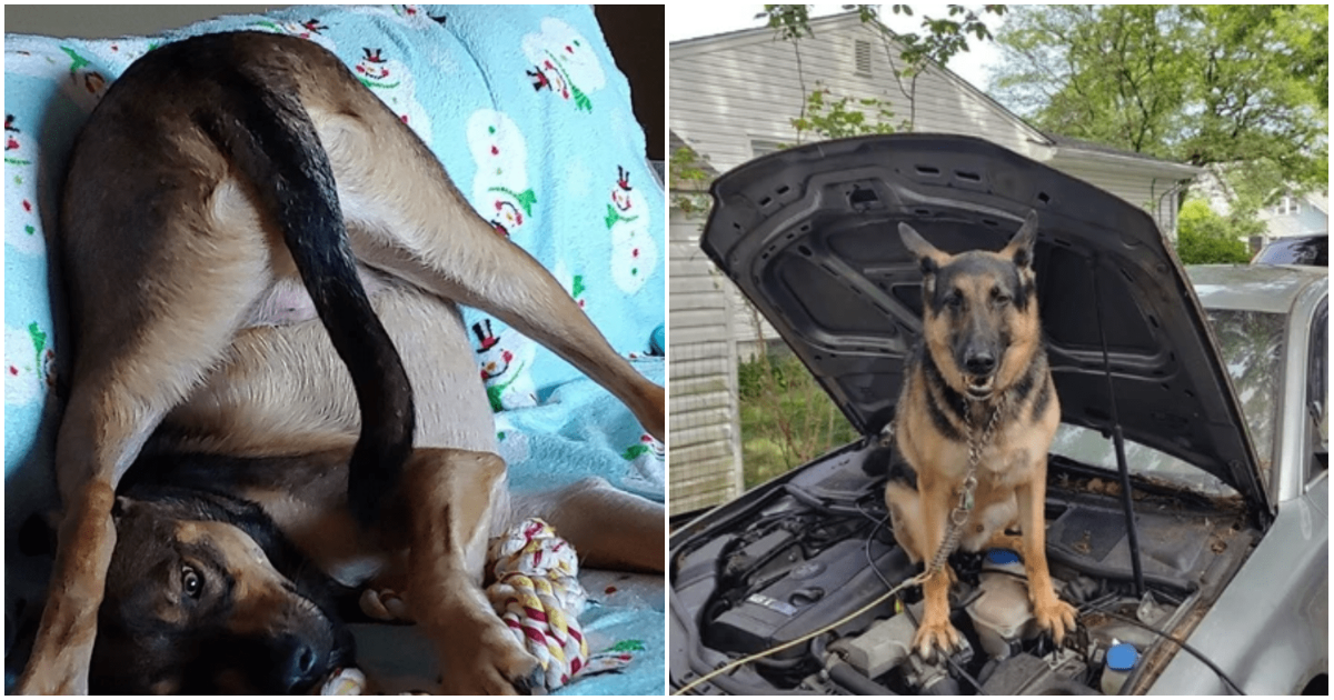 German Shepherd Dog's Stories That Are Hysterical (15 Pics)