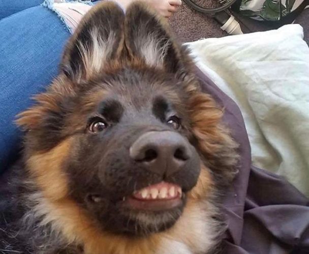 Adorably Cute Dogs Showing Their Teeth (24 Pics)