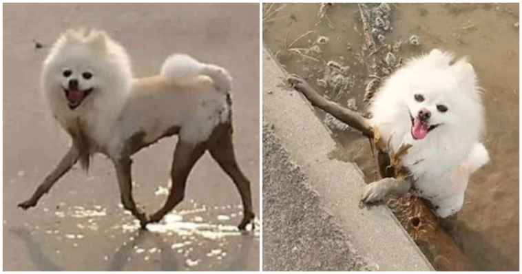 Dogs Who Decided To Play In The Mud And Never Regretted Ruining Their ...