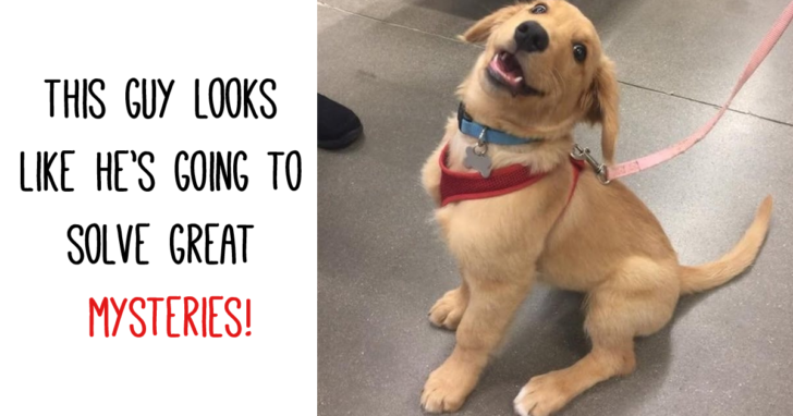 Charming Dogs Who Will Make You Want A Puppy Today (20 Pics)