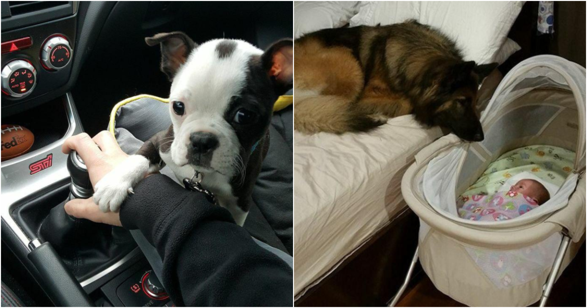 Dogs Who Have Immense Love For Their Humans And Their Gazes Prove It ...