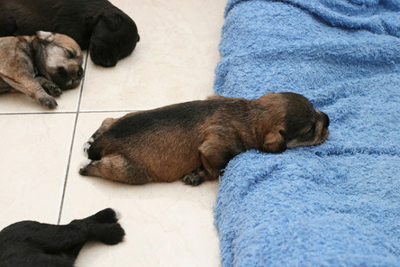 23 Pics Of Dogs Sleeping In Adorable Positions