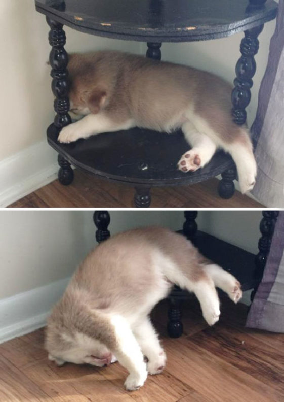 23 Pics Of Dogs Sleeping In Adorable Positions