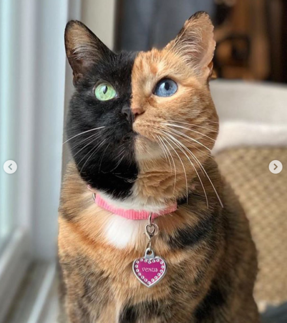 This Talented Artist Disneyfies Pictures of People's Pets