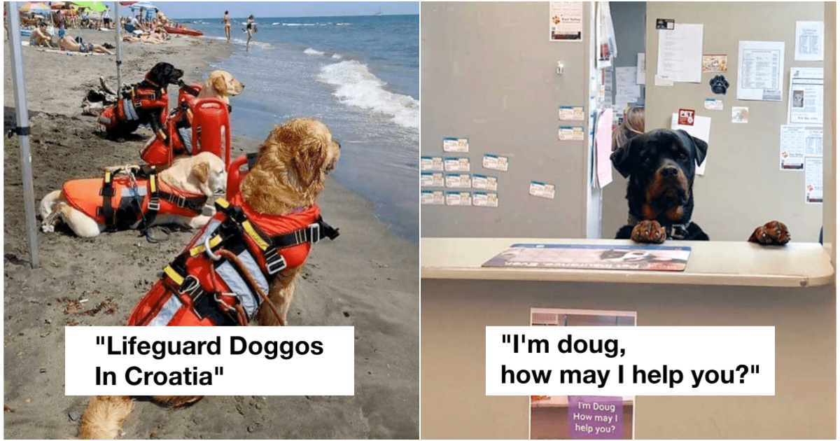 24 Dogs With Real Jobs Which Will Put Yours To Shame