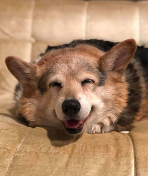 Wholesome Photos Of Senior Dogs Which Will Take Away Your Stress (30 Pics)