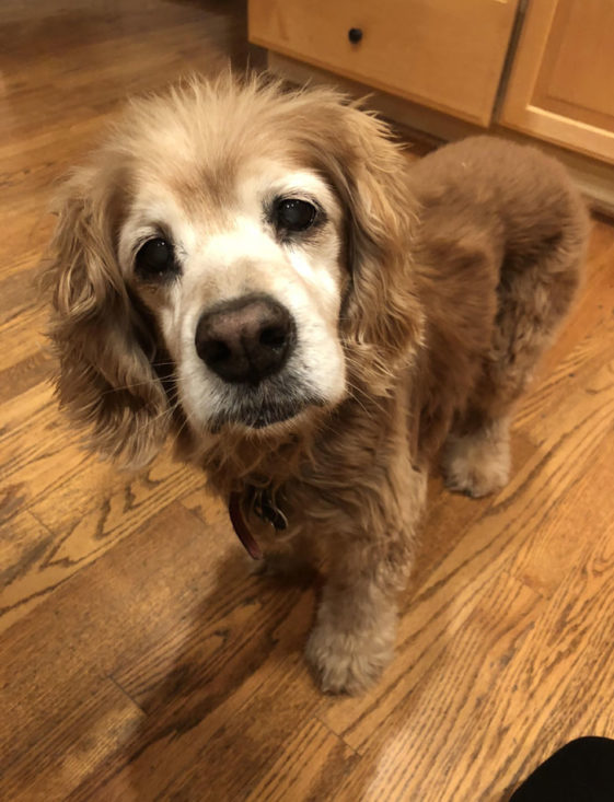 Wholesome Photos Of Senior Dogs Which Will Take Away Your Stress (30 Pics)