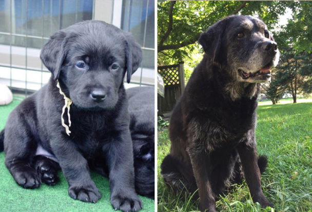 Wholesome Photos Of Senior Dogs Which Will Take Away Your Stress (30 Pics)