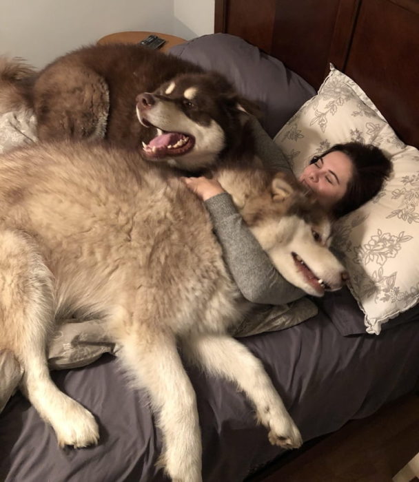 24 Pictures Of Big Dogs Who Still Think They Are Lap Dogs
