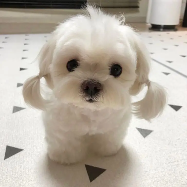 Magnificent Dogs Who Got Human-Like Haircuts (20 Pics)
