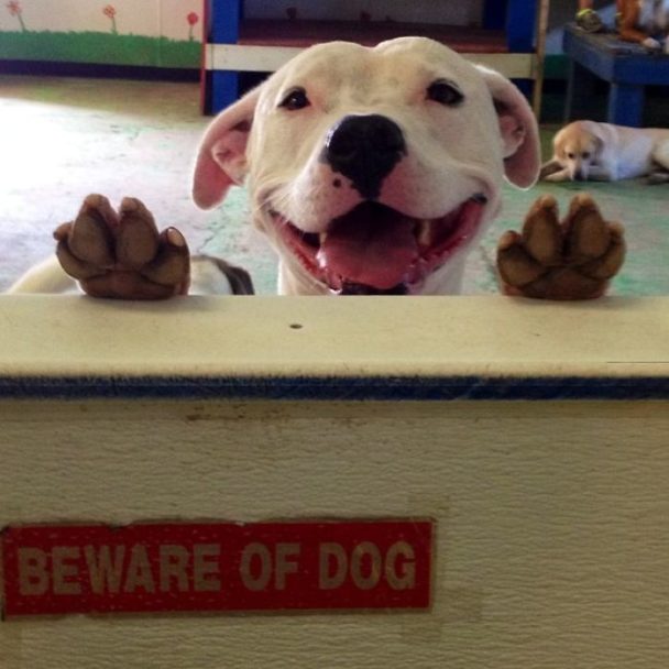 28 Extremely Dangerous Dogs Behind Beware Of Dog Signs
