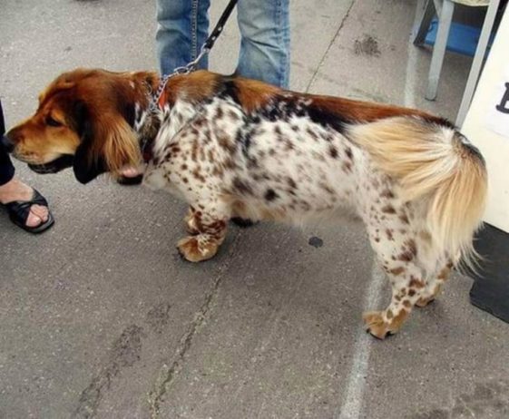 Dogs Who Deserve An Award For Their Unique And Rare Appearance