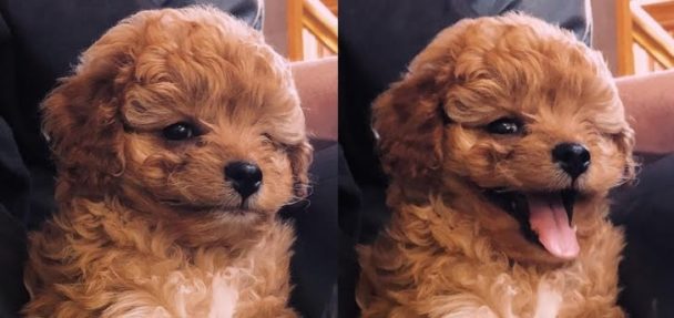 Charming Dogs Who Will Make You Want A Puppy Today (20 Pics)