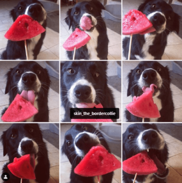 Wise Doggos Who Deserve Good Boy Of The Year Award (25 Pics)