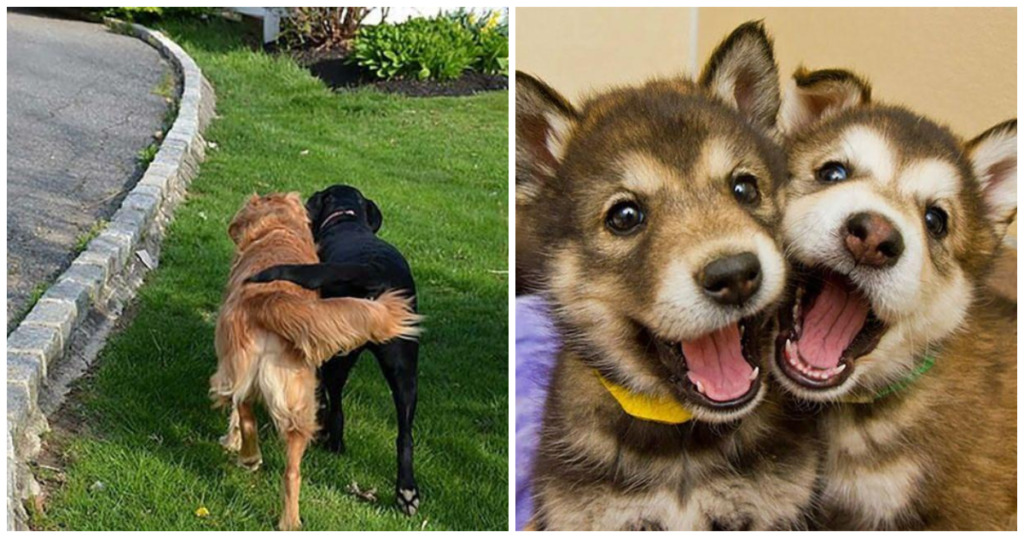 21 Dog Best Friends Who Can't Live Without Each Other Even For A Minute