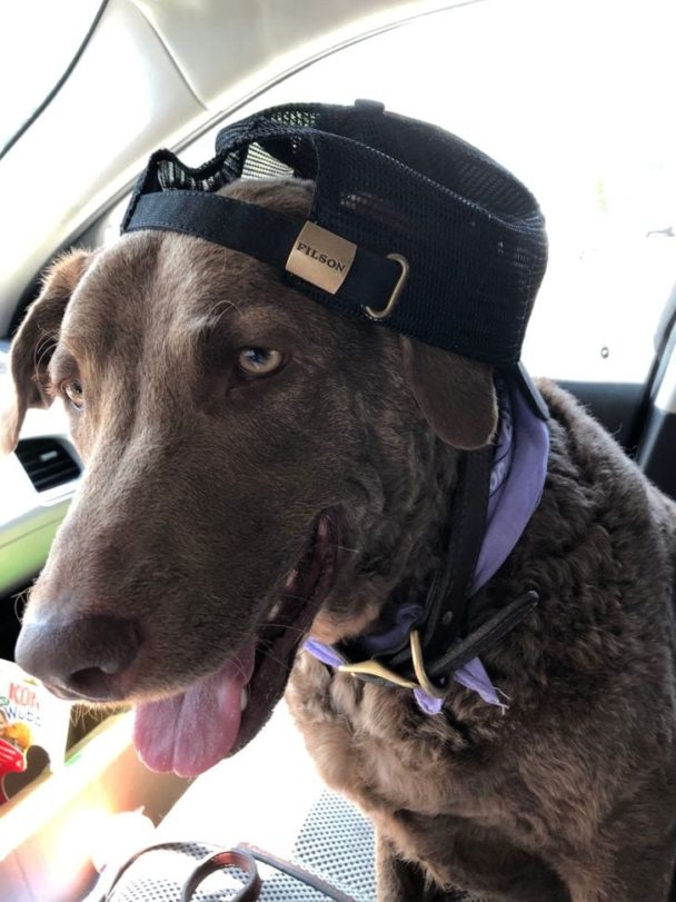 Wise Doggos Who Deserve Good Boy Of The Year Award (25 Pics)