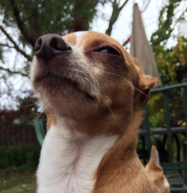 Wise Doggos Who Deserve Good Boy Of The Year Award (25 Pics)