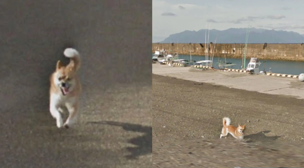 This little dog is guilty of 'ruining' every frame of a Google Street ...
