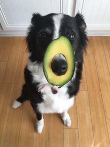Wise Doggos Who Deserve Good Boy Of The Year Award (25 Pics)