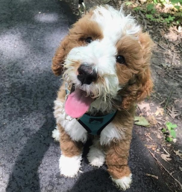 Charming Dogs Who Will Make You Want A Puppy Today (20 Pics)