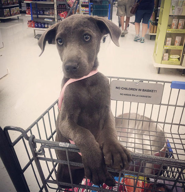 Dogs On Their First Day Of Adoption (20 Pics)