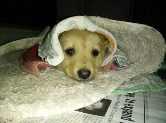 Dogs On Their First Day Of Adoption (20 Pics)