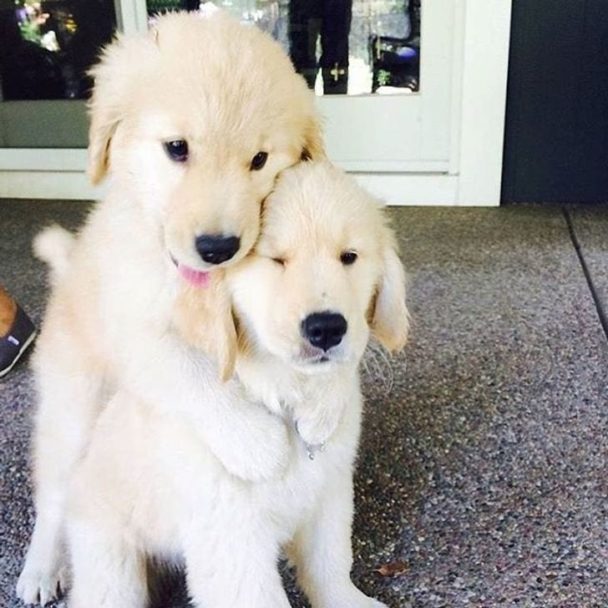 Wise Doggos Who Deserve Good Boy Of The Year Award (25 Pics)