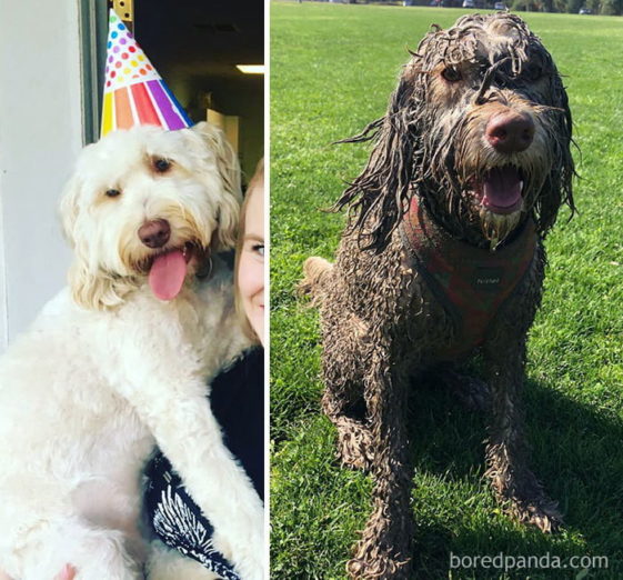 Dogs Who Decided To Play In The Mud And Never Regretted Ruining Their ...