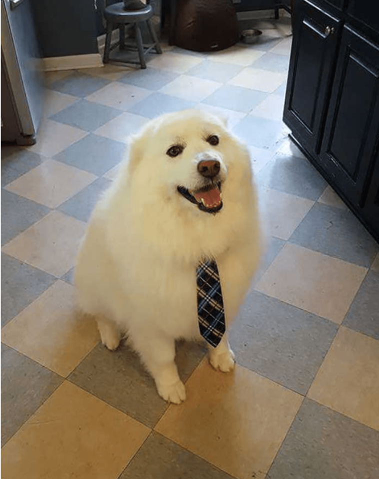 24 Dogs With Real Jobs Which Will Put Yours To Shame