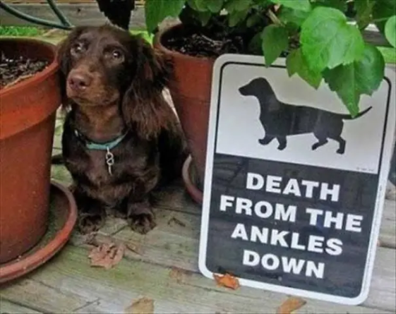 15 'Beware Of Dog' Signs Which Don't Exactly Have Us Backing Away From Them