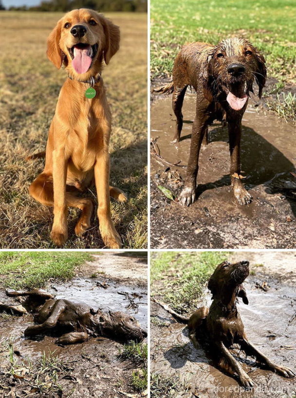 Dogs Who Decided To Play In The Mud And Never Regretted Ruining Their ...