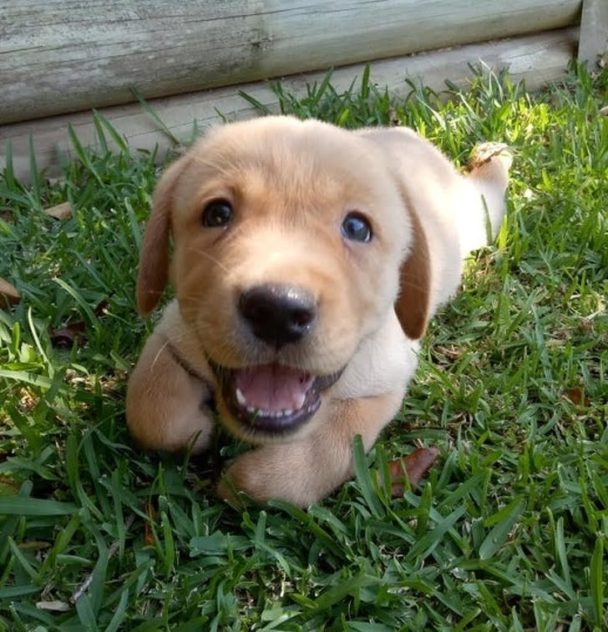 Charming Dogs Who Will Make You Want A Puppy Today (20 Pics)