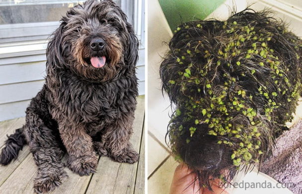 Dogs Who Decided To Play In The Mud And Never Regretted Ruining Their ...