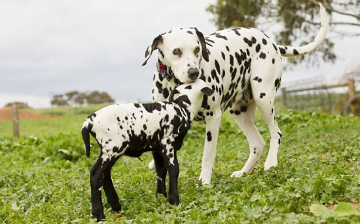 20 Animals Who Are 'Brothers From Another Mother'