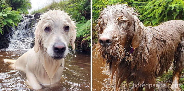 Dogs Who Decided To Play In The Mud And Never Regretted Ruining Their ...