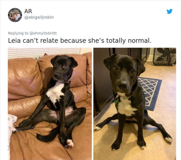 16 Pictures Of Weird Dogs Sitting In Weird Positions