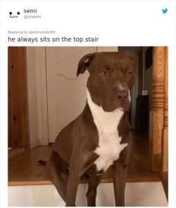 16 Pictures Of Weird Dogs Sitting In Weird Positions