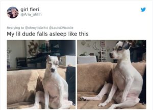 16 Pictures Of Weird Dogs Sitting In Weird Positions