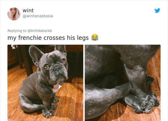 16 Pictures Of Weird Dogs Sitting In Weird Positions