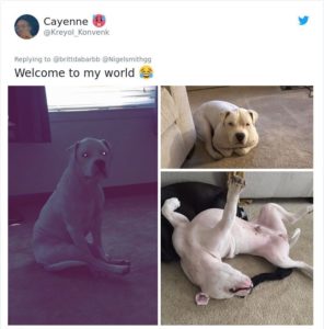 16 Pictures Of Weird Dogs Sitting In Weird Positions