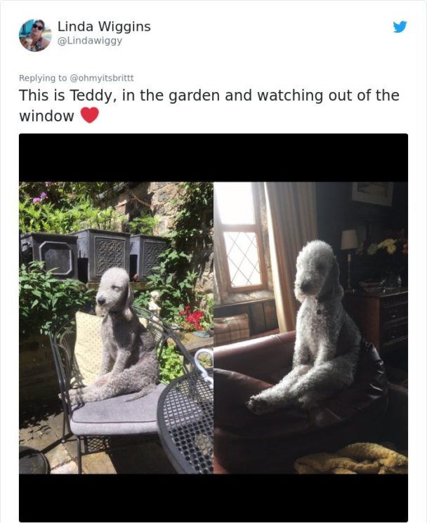 16 Pictures Of Weird Dogs Sitting In Weird Positions