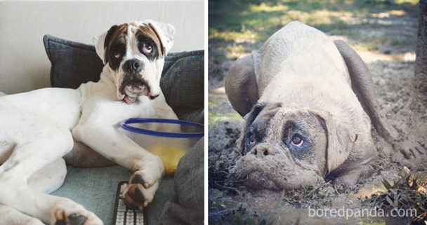 Dogs Who Decided To Play In The Mud And Never Regretted Ruining Their ...