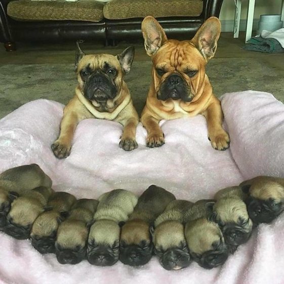 Proud Dog Parents With Their Cute Newborn Puppies (26 Pictures)
